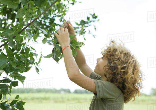 Boy picking leaf from bush - Stock Photo - Dissolve