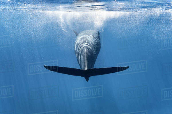 Sperm whale (Physeter macrocephalus) swimming upside-down at the ocean surface after coming up ...