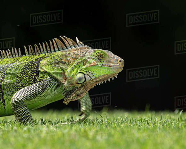Green Iguana (Iguana iguana) on the grass. - Royalty-free Stock Photo ...