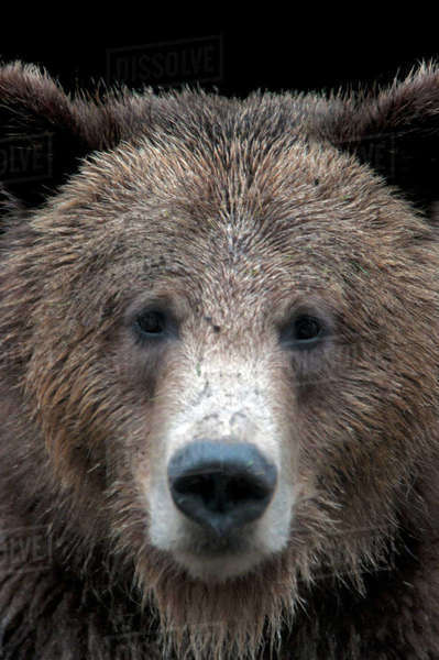 Grizzly bear (ursus arctos) - Royalty-free Stock Photo | Dissolve