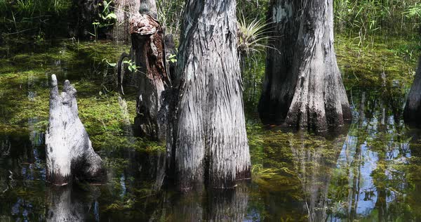 Florida Everglades National Park Cypress trees forest swamp ...