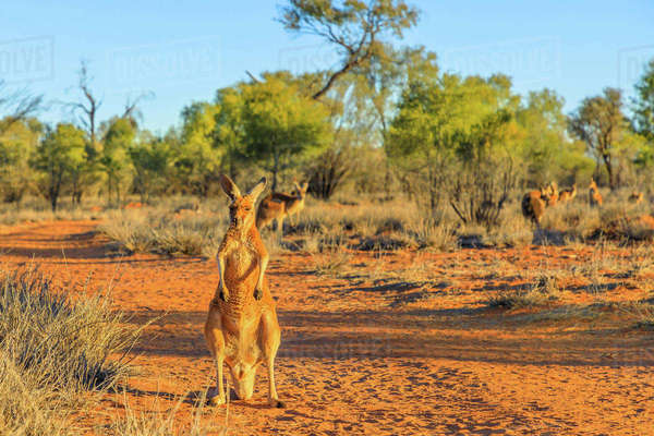 Red kangaroo (Macropus rufus) standing on the red sand of Outback ...