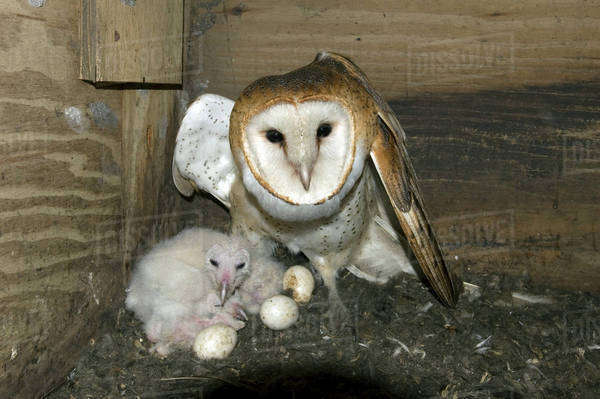 Barn Owl, Owlet and eggs in Nest Box - Stock Photo - Dissolve