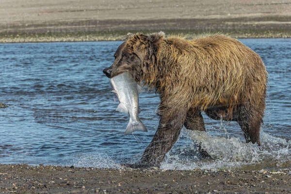 Grizzly bear with salmon in mouth, Silver Salmon Creek Lake Clark ...