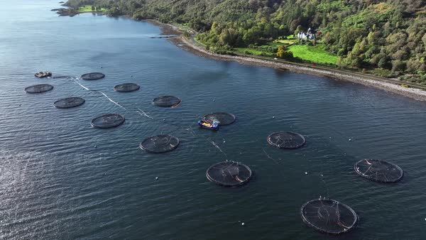 Sea Farm Aquaculture Nets in the Ocean Used for Intensive Fish Farming ...