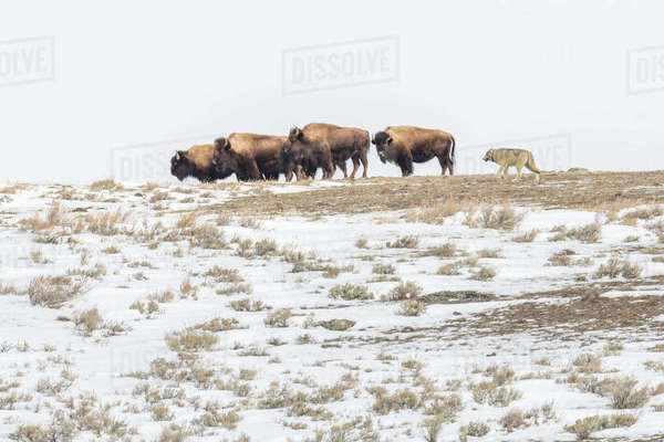Herd of American Bison (Bison bison) and a wolves (Canis lupus) grazing ...