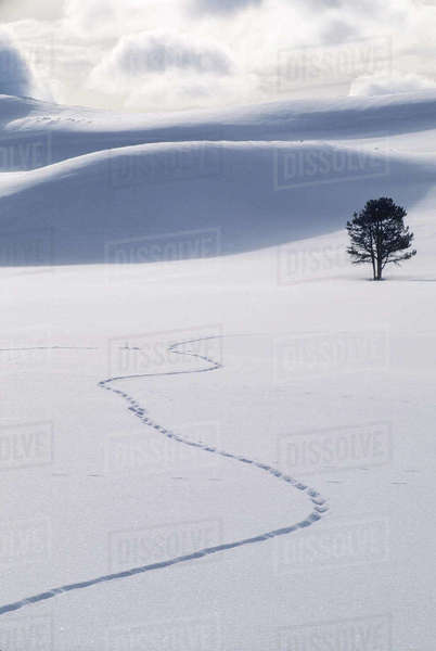 A lone lodgepole pine tree (Pinus contorta) and coyote tracks in fresh snow; Yellowstone ...