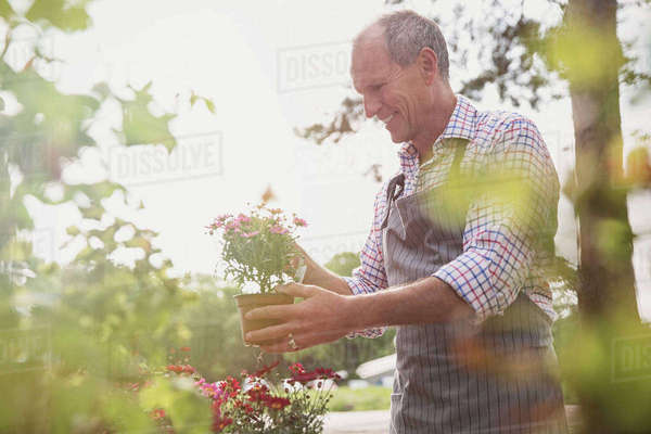 Smiling Plant Nursery Worker Examining Potted Flowers Stock Photo 