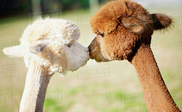 Cute alpacas kissing - Royalty-free Stock Photo | Dissolve