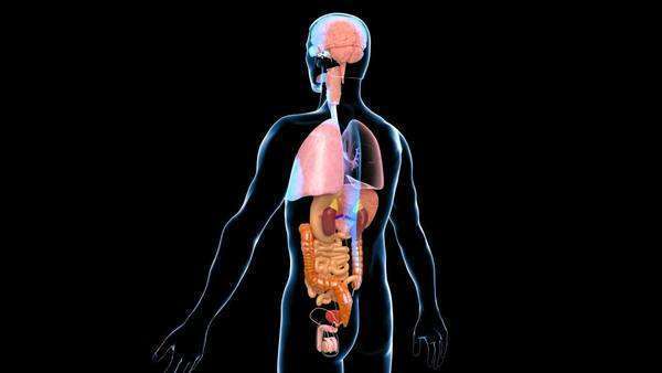 Animation of the organs of the male reproductive system. For the same ...