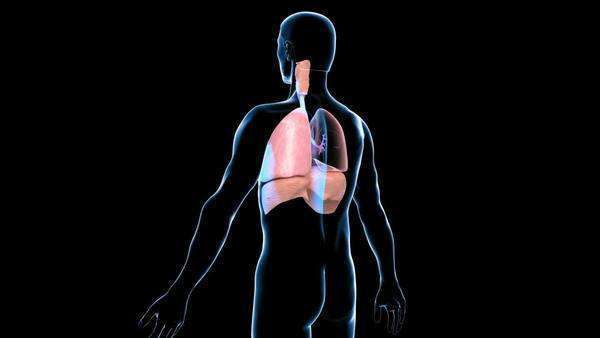Animation of the organs of the respiratory system. For the same clip on ...