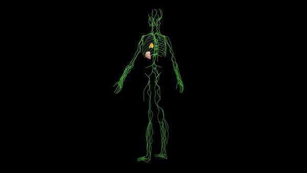 Animation of the male lymphatic system against a black background. For ...