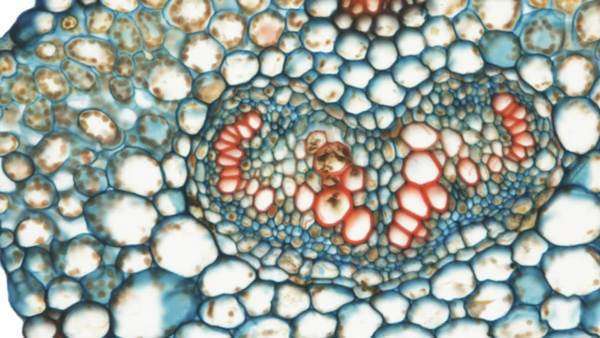 Fern leaf. Light micrograph of a transverse section through the midrib ...