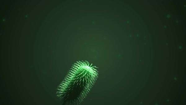Animation of bacteria moving by beating their flagellum, a whip-like ...