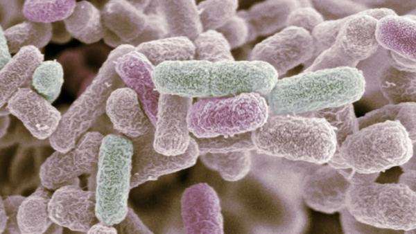 E. coli bacteria. Coloured scanning electron micrograph (SEM) - Stock ...