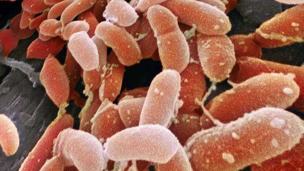 Rhizobium Microscope