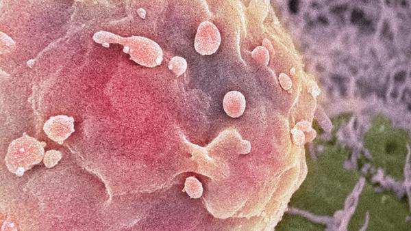 Stem cells. Coloured scanning electron micrograph (SEM) - Stock Video ...