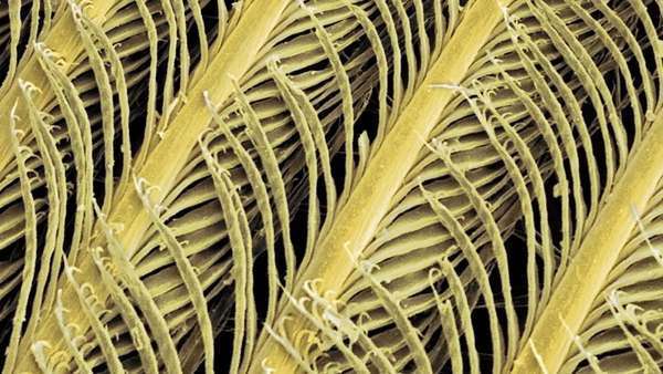 Science Photo Library | Dissolve