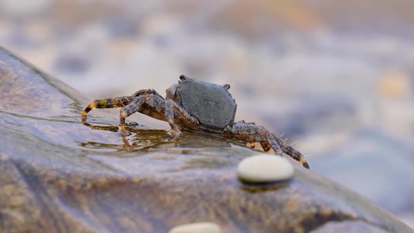 Pachygrapsus marmoratus crab - HD Royalty-free Stock Video Footage ...