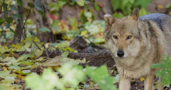 Wolf (Canis lupus), also known as the gray wolf is the largest extant ...