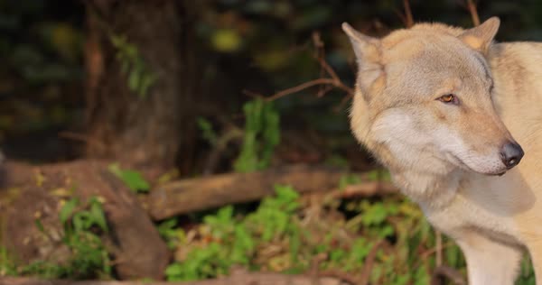 Wolf (Canis lupus), also known as the gray wolf is the largest extant ...