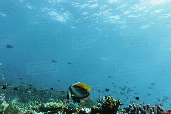 Tropical fish swimming underwater among reef in idyllic ocean, Vava'u ...