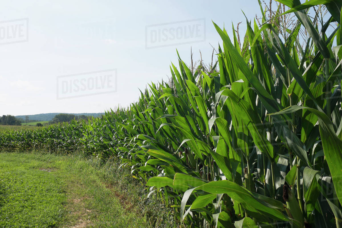 Green corn field - Royalty-free Stock Photo | Dissolve