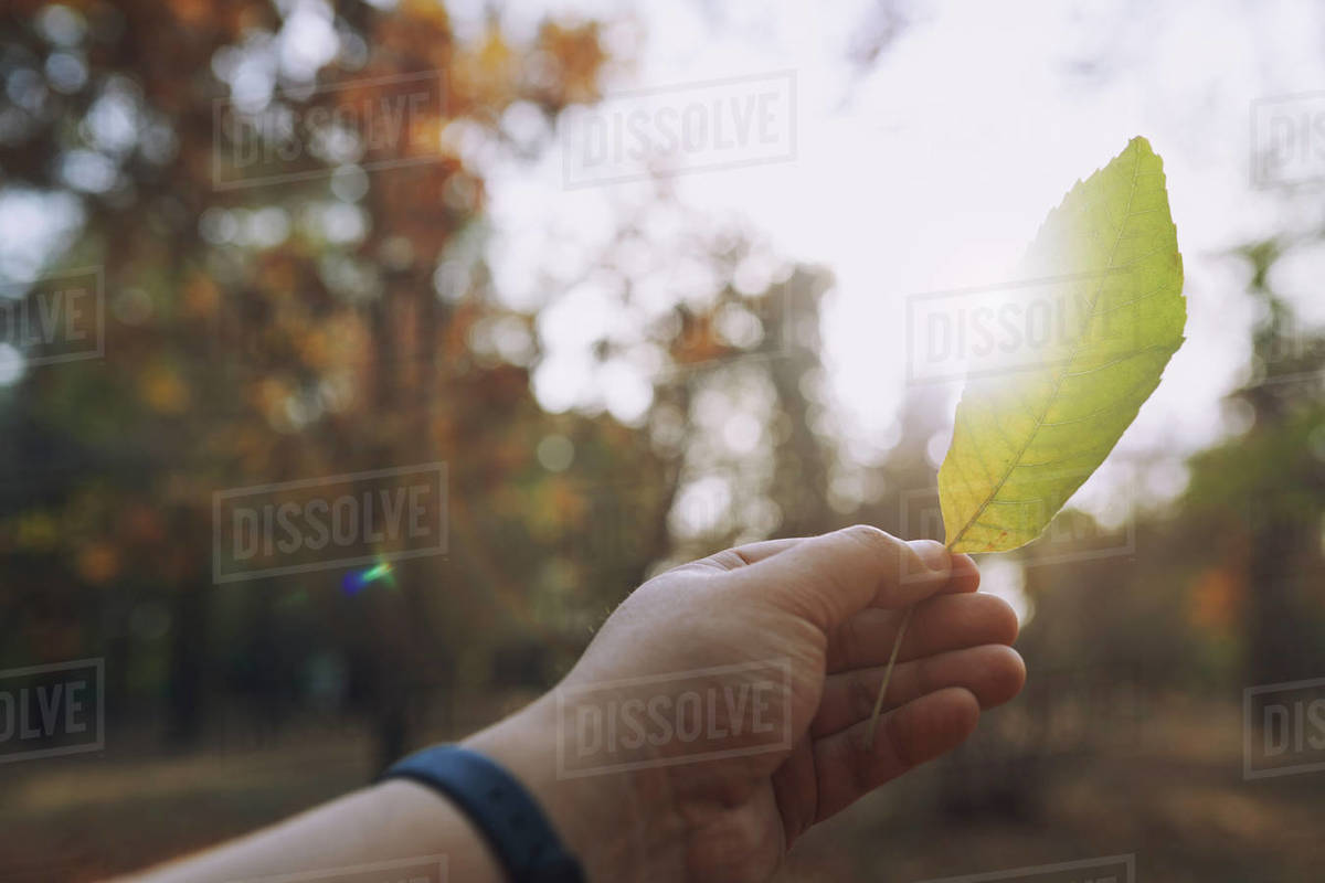 Hand of man holding leaf under sunshine - Stock Photo - Dissolve