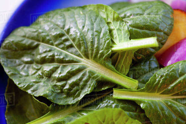 Tatsoi greens - Royalty-free Stock Photo | Dissolve