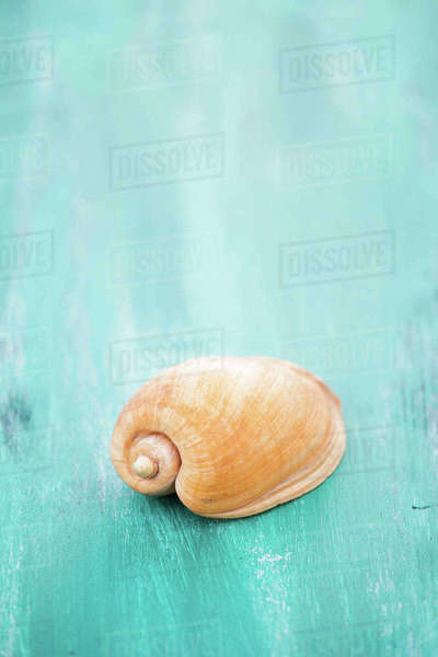 Seashell on blue surface - Royalty-free Stock Photo | Dissolve