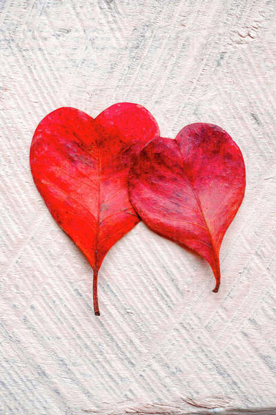 Red heart shaped leaves - Stock Photo - Dissolve