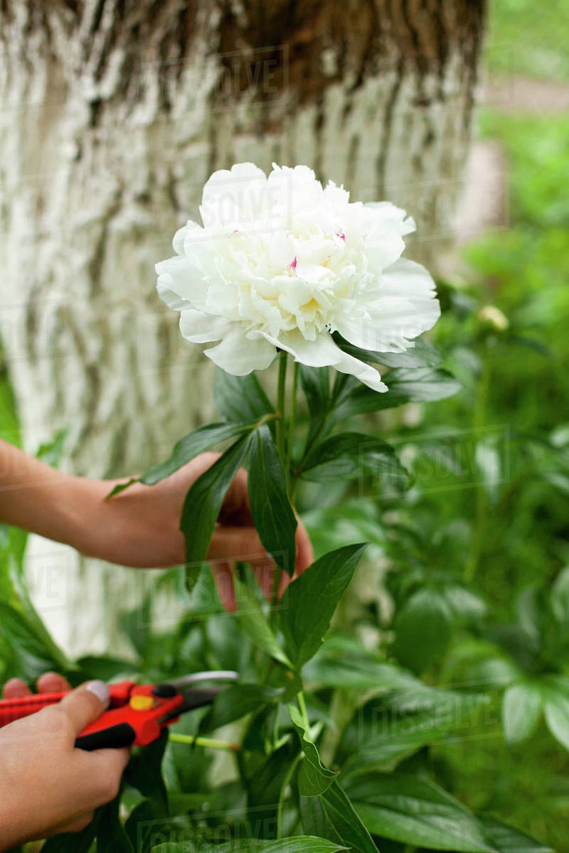 Hands of woman cutting white flower - Royalty-free Stock Photo | Dissolve