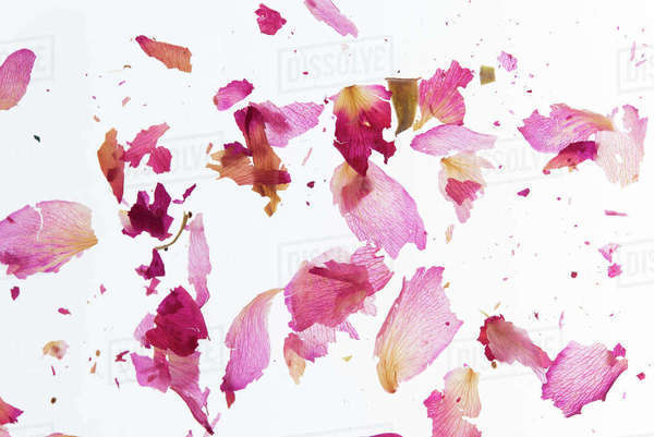 Broken pink petals - Royalty-free Stock Photo | Dissolve