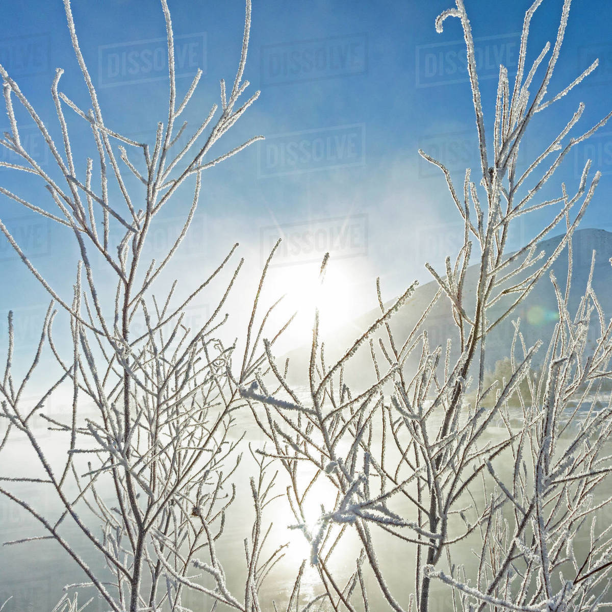 Frost on branches - Royalty-free Stock Photo | Dissolve