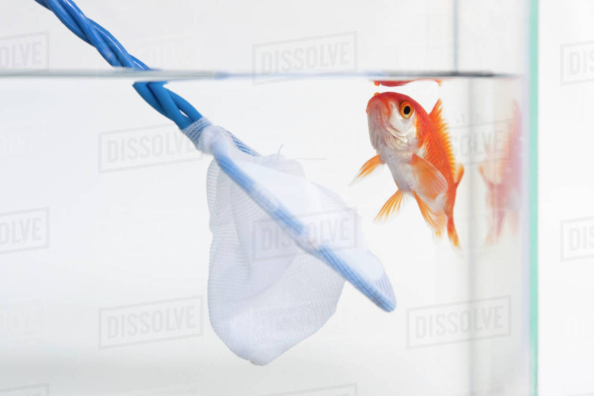 Net trying to catch goldfish - Royalty-free Stock Photo | Dissolve