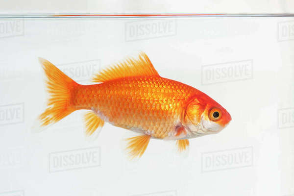 Side view of goldfish - Royalty-free Stock Photo | Dissolve