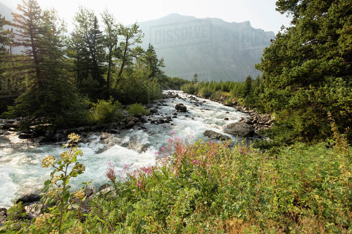 Stream and pine trees in Montana, USA - Royalty-free Stock Photo | Dissolve