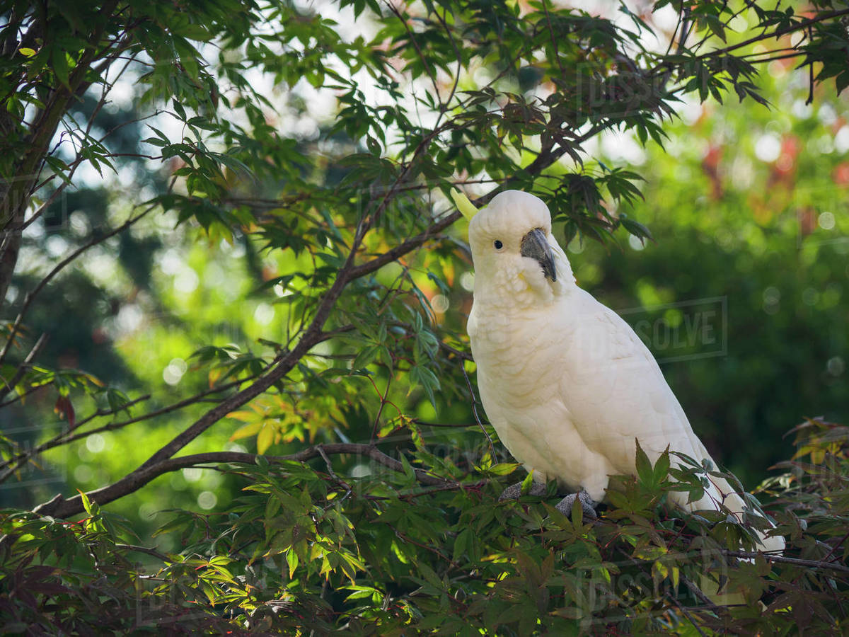 Cockatoo in tree - Royalty-free Stock Photo | Dissolve