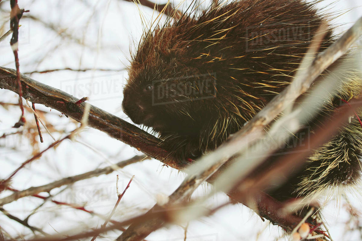North American porcupine in tree - Royalty-free Stock Photo | Dissolve
