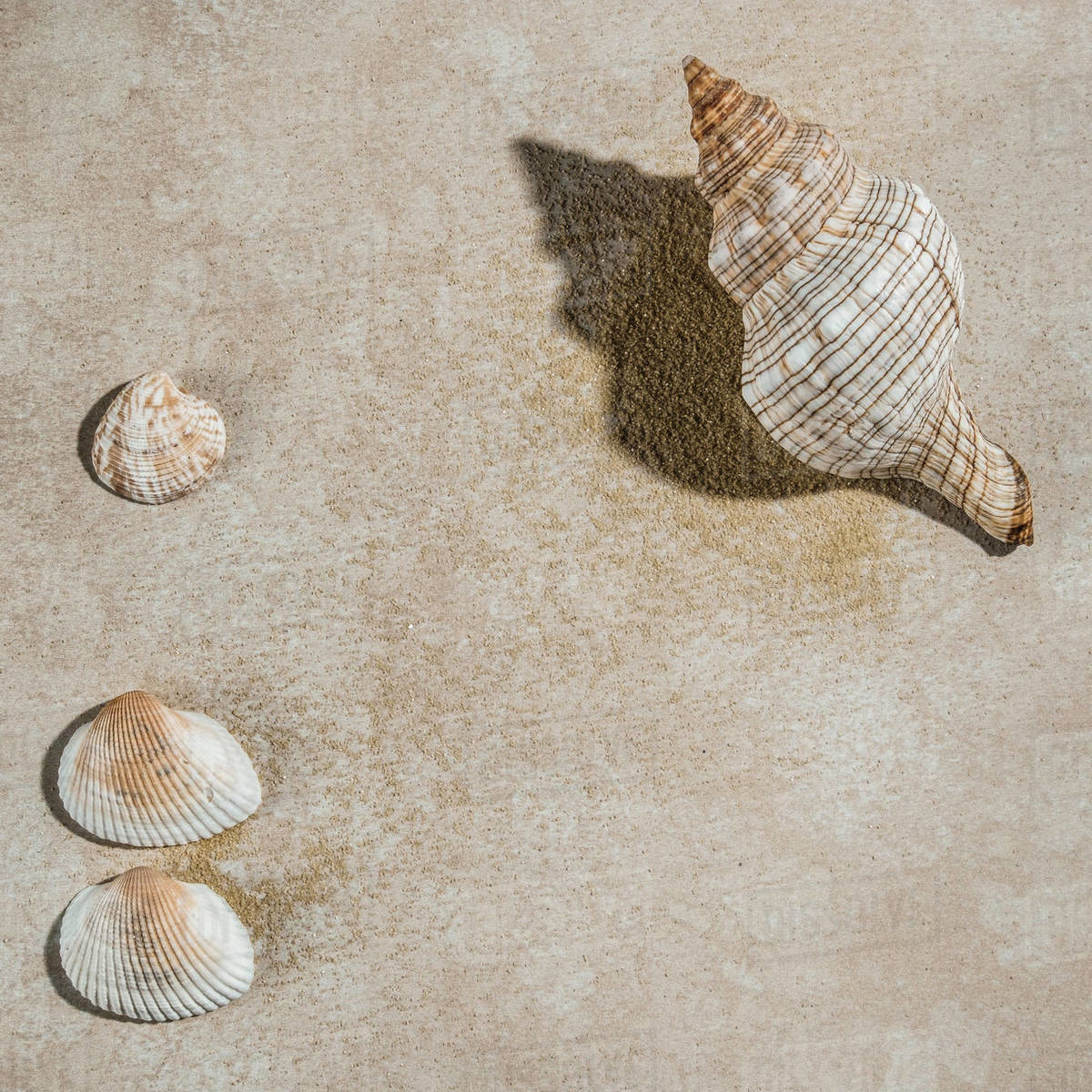Seashells on beige surface - Royalty-free Stock Photo | Dissolve