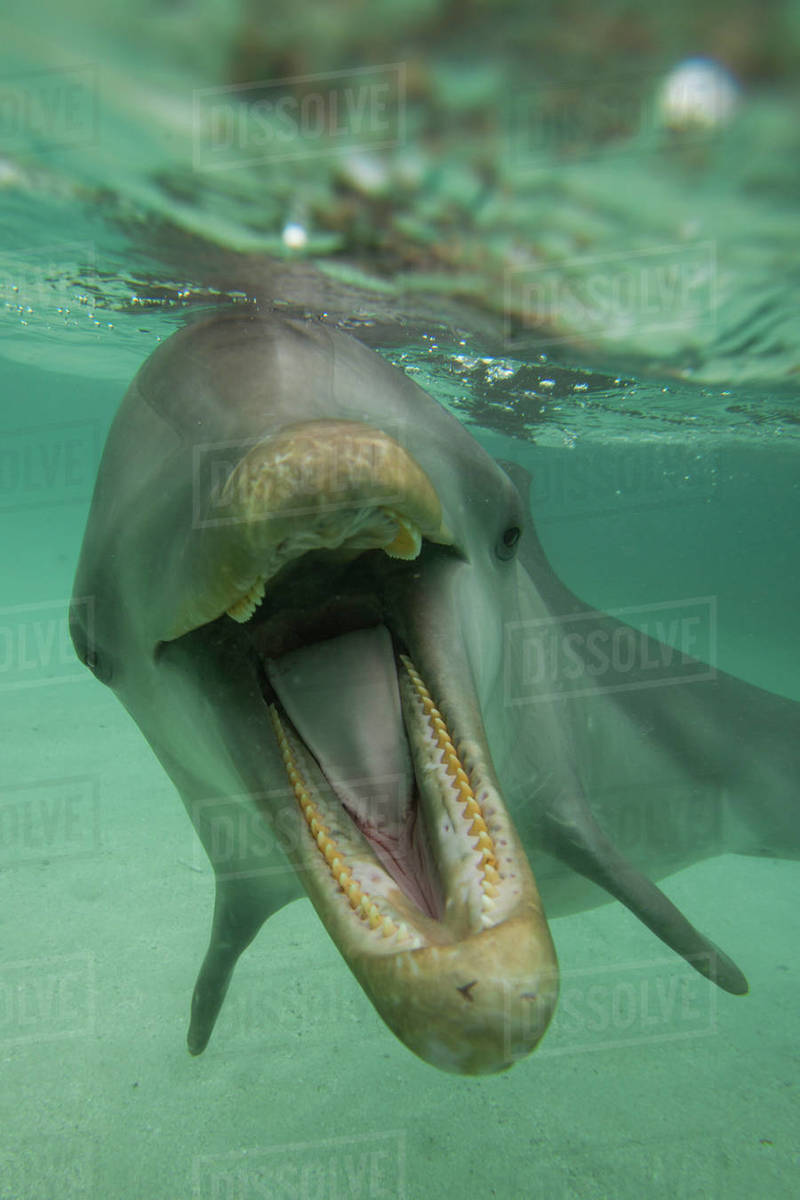 Dolphin with mouth open underwater - Royalty-free Stock Photo | Dissolve