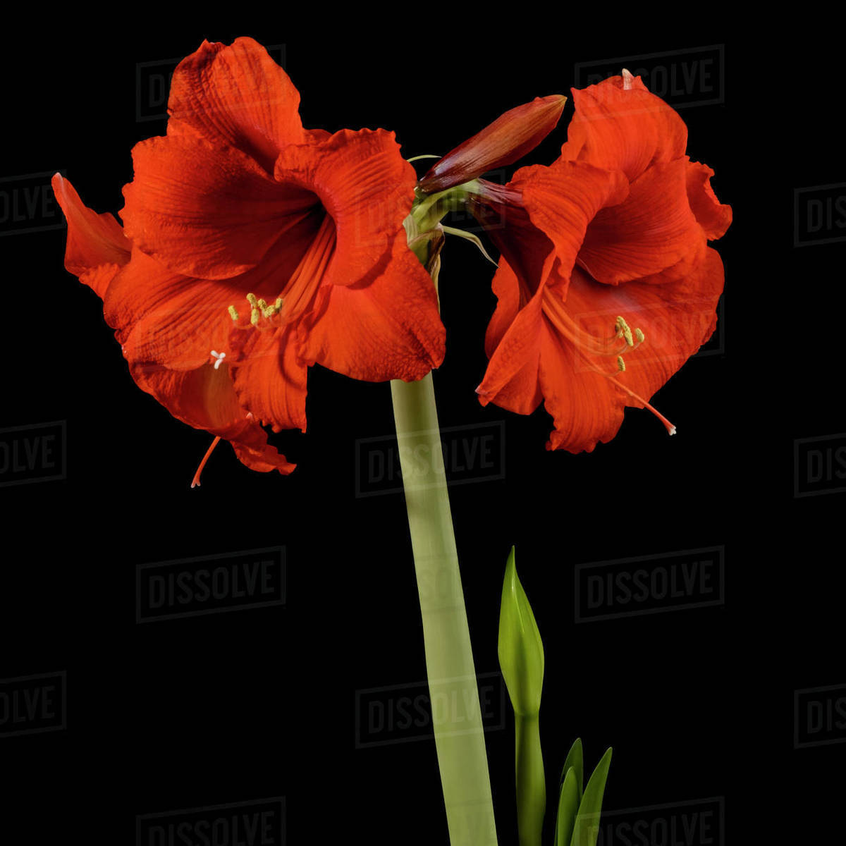 Red amaryllis flowers - Royalty-free Stock Photo | Dissolve
