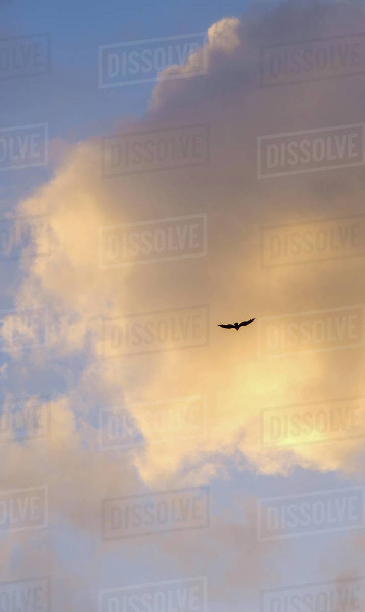 Bird flying against cloud - Royalty-free Stock Photo | Dissolve