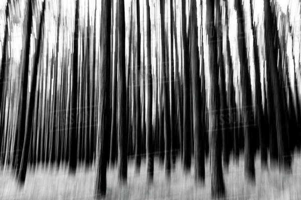 Long exposure of tree trunks in forest - Royalty-free Stock Photo ...