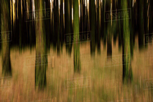Long exposure of tree trunks in forest - Stock Photo - Dissolve