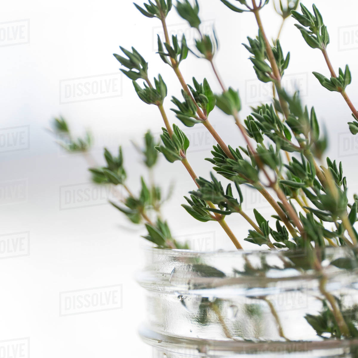 Thyme in jar - Royalty-free Stock Photo | Dissolve