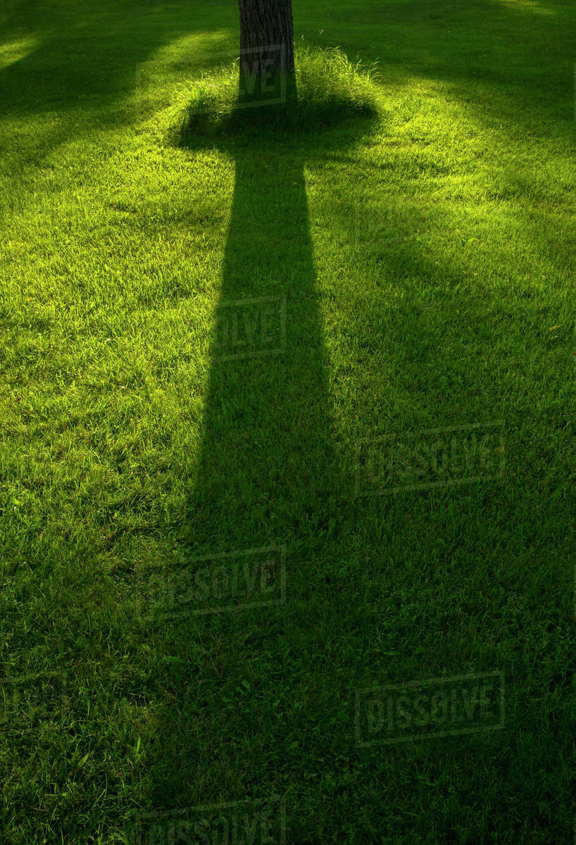 Shadow of tree trunk on grass - Royalty-free Stock Photo | Dissolve