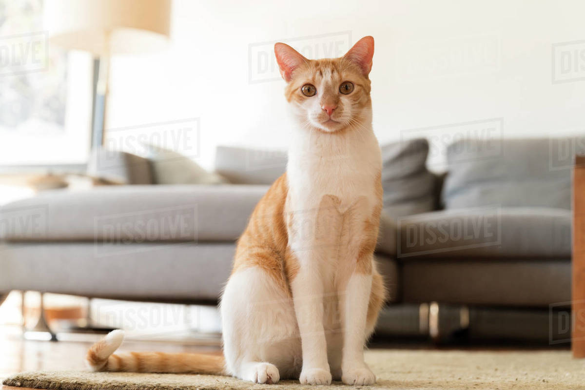 Cat sitting on rug by sofa - Stock Photo - Dissolve