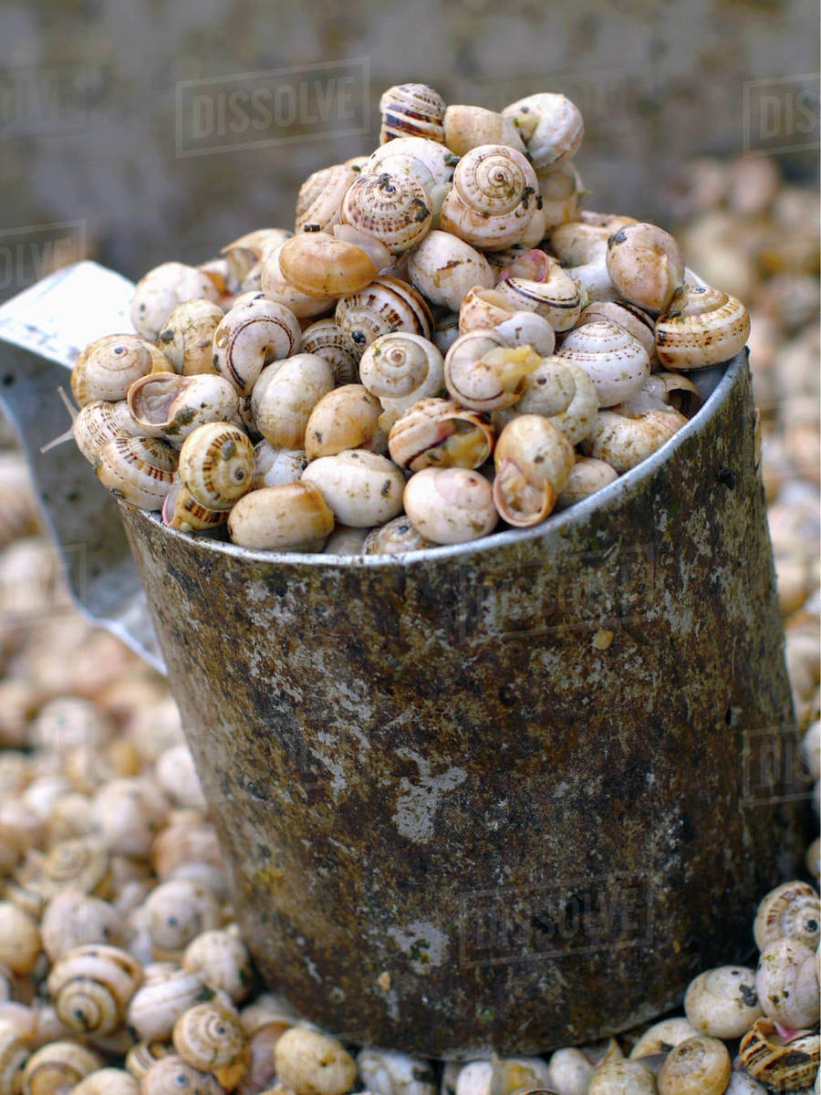 Edible snails in bucket for sale - Royalty-free Stock Photo | Dissolve