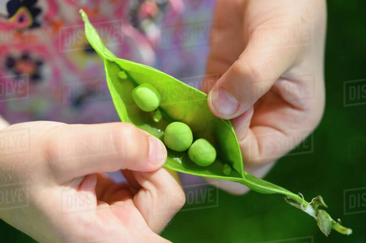 Girl opening pea pod from garden - Royalty-free Stock Photo | Dissolve